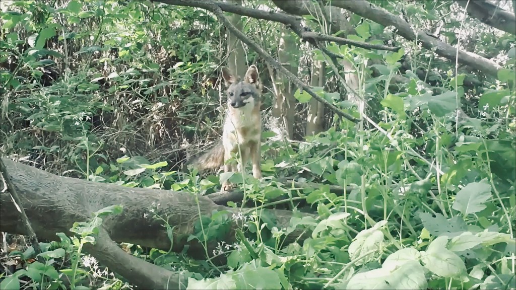 UWRP: The Gray Foxes of Silicon Valley